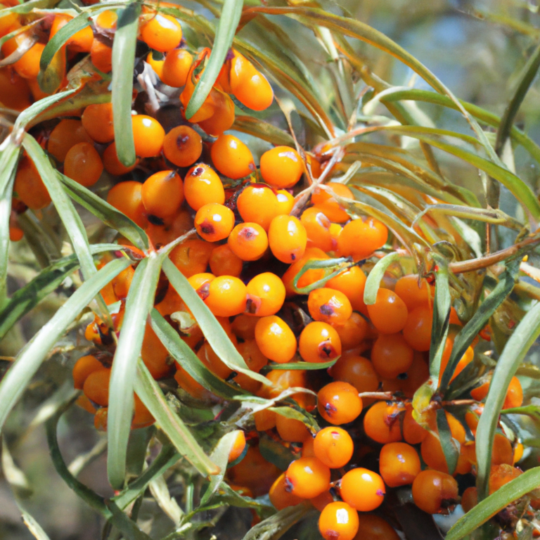 Sea Buckthorn Tea Benefits | ASHITA AGRAWAL